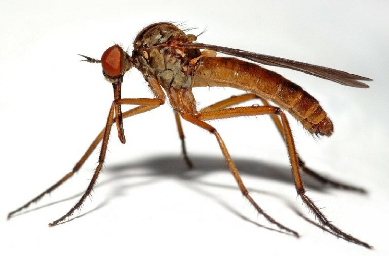 Trampa para zancudos